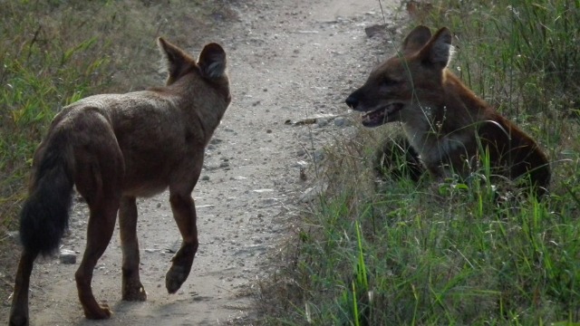 它们生活在森林中,却比非洲鬣狗还要“无耻”,老虎都害怕!