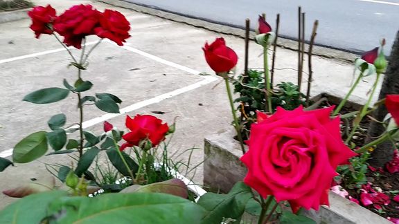 我在家门口种的许多花已经竞相开放,实在太美了!