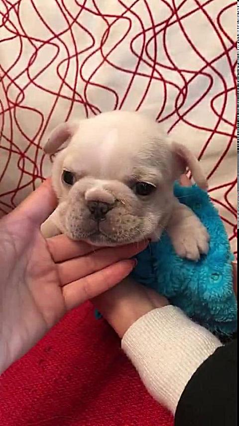 奶油色法斗价格一般多少钱?成都向往法斗犬价格实惠。