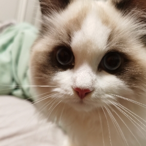 哎一古呀-肥猪欧巴 