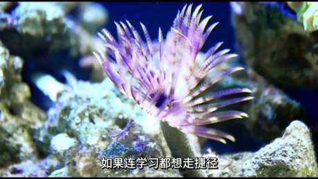 百元开海缸(五)蛋白分离过滤器简介,海缸里一个会吐泡泡的机器