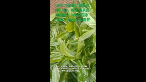 在普洱茶产地,评判一款茶是大叶种还是小叶种是有公式的。