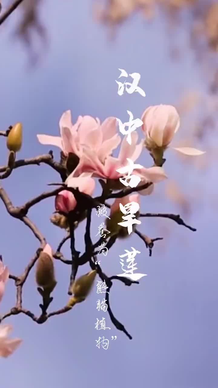 世界唯一一株古旱莲绽放,一起去赏花