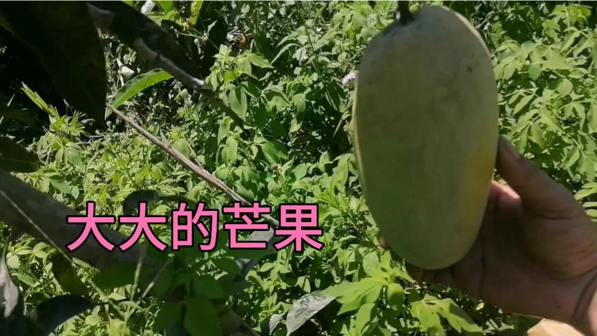 自己种的芒果,又大又甜,就是不修剪过的树难摘果,修剪的好摘果