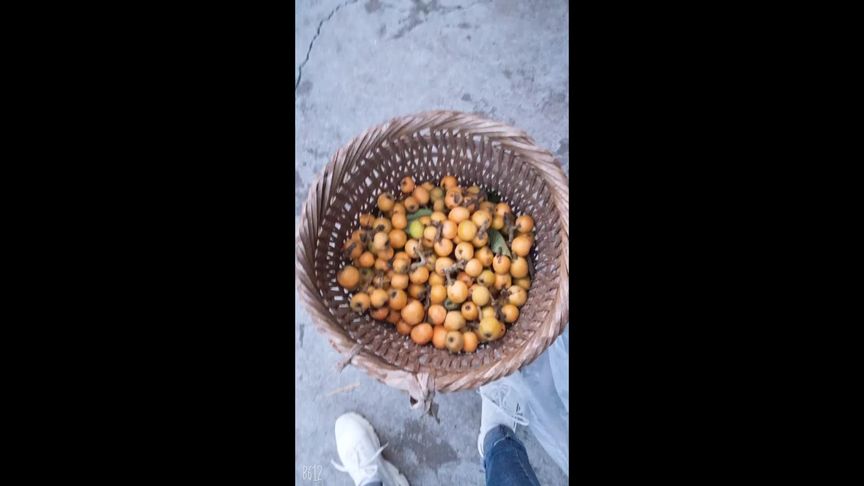 家庭枇杷膏制作