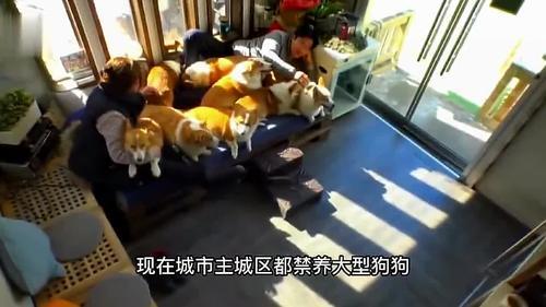 适合城区家养的6种犬,不是金毛,二哈,德牧,城区白领可领养