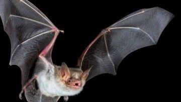蝙蝠满身携带病毒,新型冠状病毒,究竟有多恐怖。