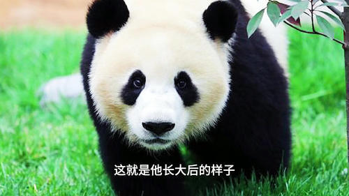 国宝大熊猫从刚出生到一百天的变化,从光秃秃变成小绒球!