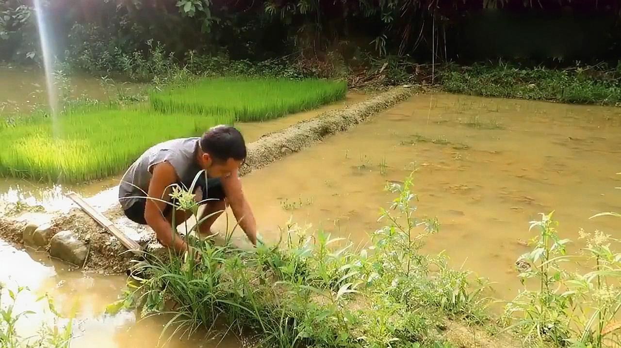 不看不知道,原来早期的水稻插秧要这么多步骤啊,真是辛苦