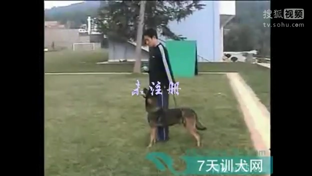 训狗教程 训练狗用狗厕所