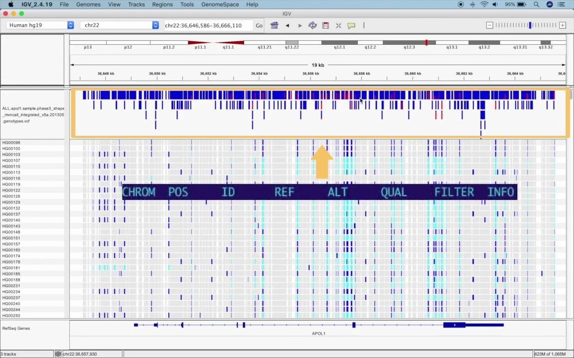 IGV 可视化工具官方教程--06 - IGV | VCF Basics | VCF File Explanation ...