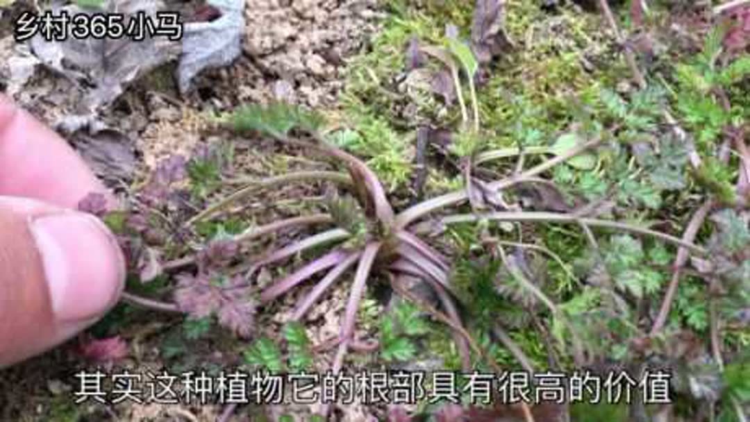 可能你不信!它是农村常见植物也是一种值钱草药你知道它叫什么吗