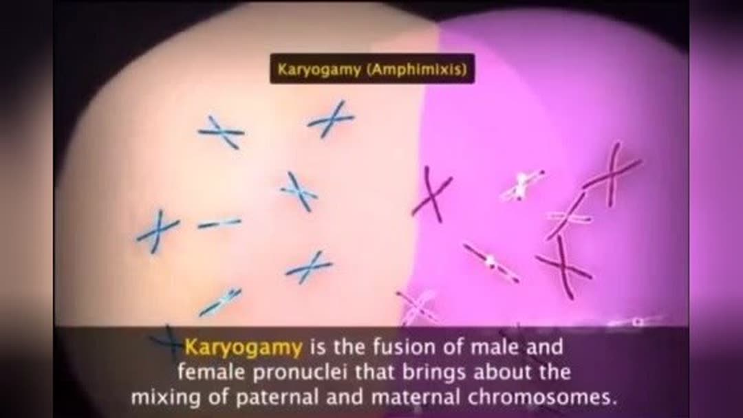 男生女生都要看:三分钟带你看完受孕全过程