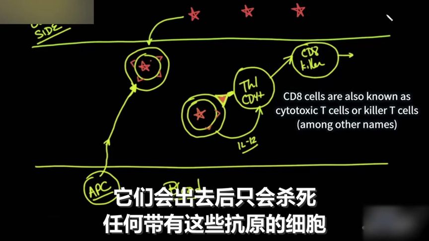 动画科普人体免疫系统工作原理,揭秘抵抗病毒最好的手段! ​