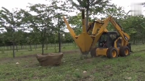 德国专业机械如何移植大树,比人工效率高50倍,太牛了