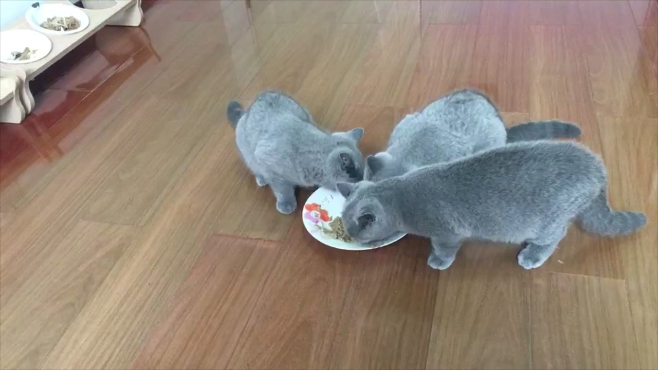 今天SC鸭肉,鸡肉口味混喂,加水泡开,小猫咪们很爱吃