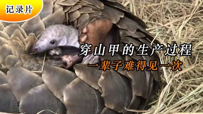 近距离看穿山甲生产:一辈子难得见一次,穿山甲宝宝好可爱