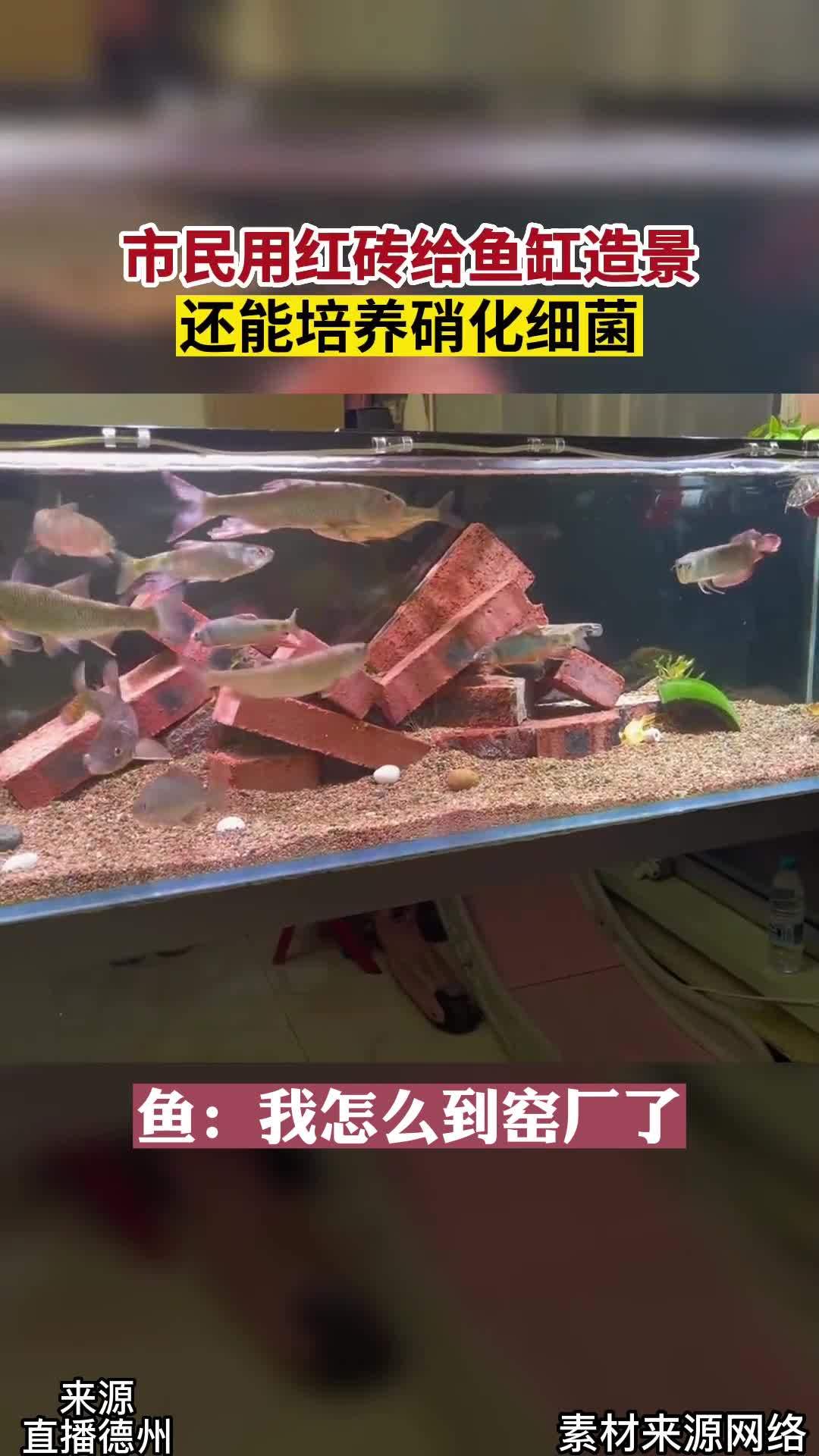 市民用红砖给鱼缸造景,还能培养硝化细菌!鱼:我怎么到窑厂了!