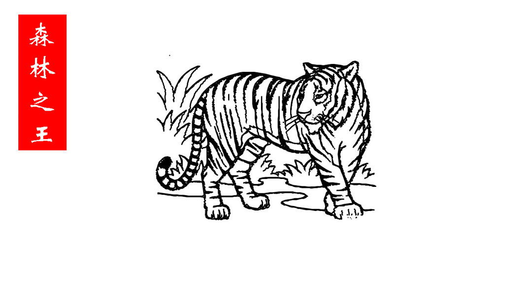 简笔画教学:森林之王老虎