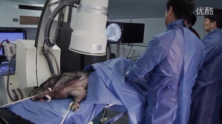 动物实验过程演示