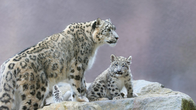 中国高原上濒临灭绝的动物,除了藏羚羊还有它们,十分罕见