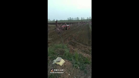整理土地,为种植樱花苗做准备。