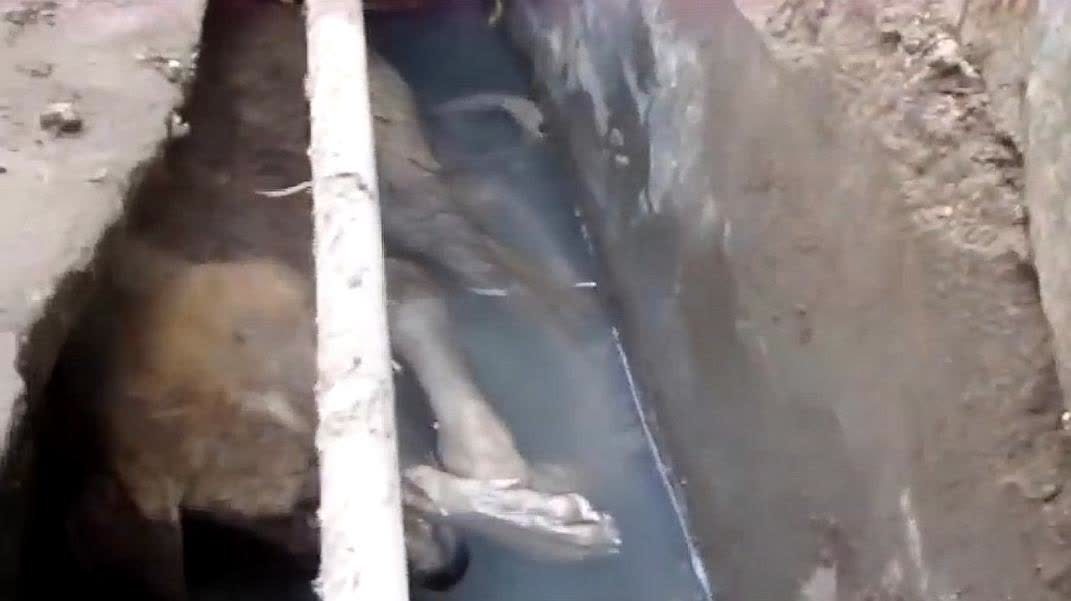 狗狗遭抛弃被困下水道,获救3年后再见恩人,狗狗的举动让人感动