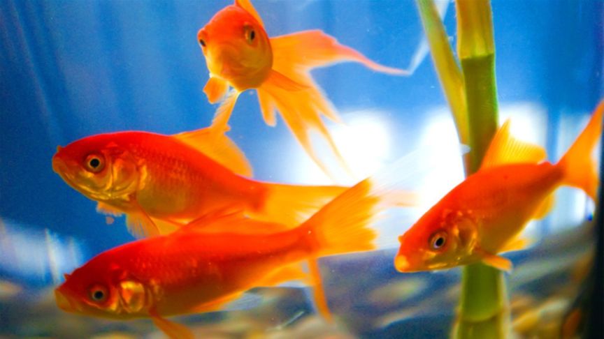 鱼儿的记忆只有7秒吗?来看看这3个科学实验,给你确切答案!