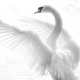 妞有点傻1478885321107886 