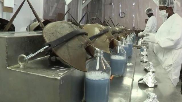 最惨的生物,活了4亿年却差点被吃灭绝,而且医用价值很最高