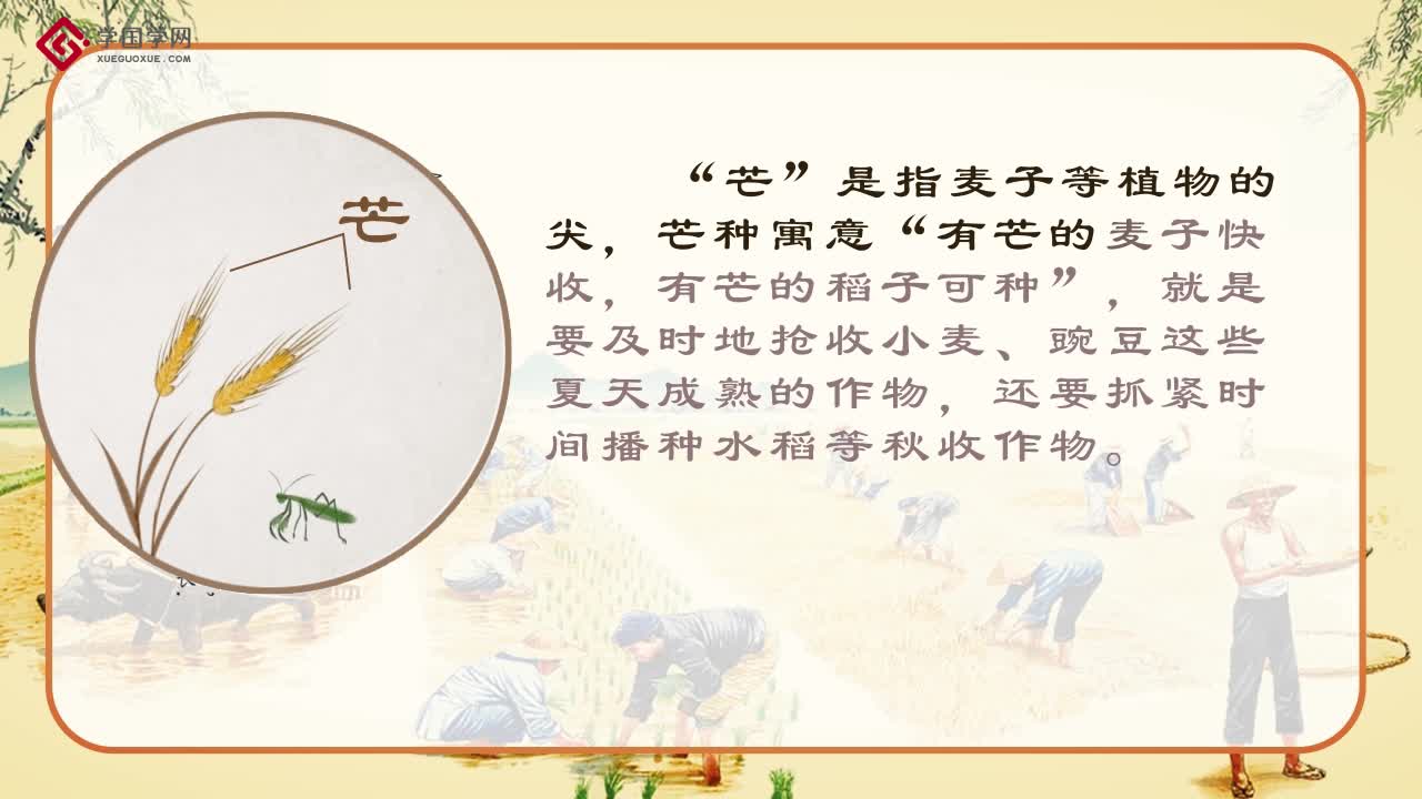 二十四节气之芒种