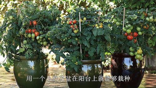 有阳台种"矮生番茄",只要一个小花盆,就能硕果累累挂满小番茄