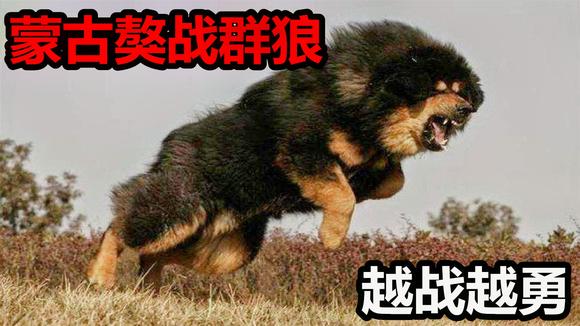 藏獒的祖先蒙古獒犬,国产顶级猛犬,一獒战群狼越战越勇