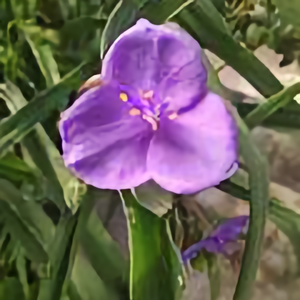 希望的追求者 