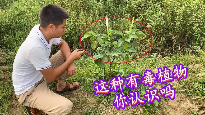 农村这种植物叫曼陀罗,种子可以毒倒一头牛,你若遇见请远离它