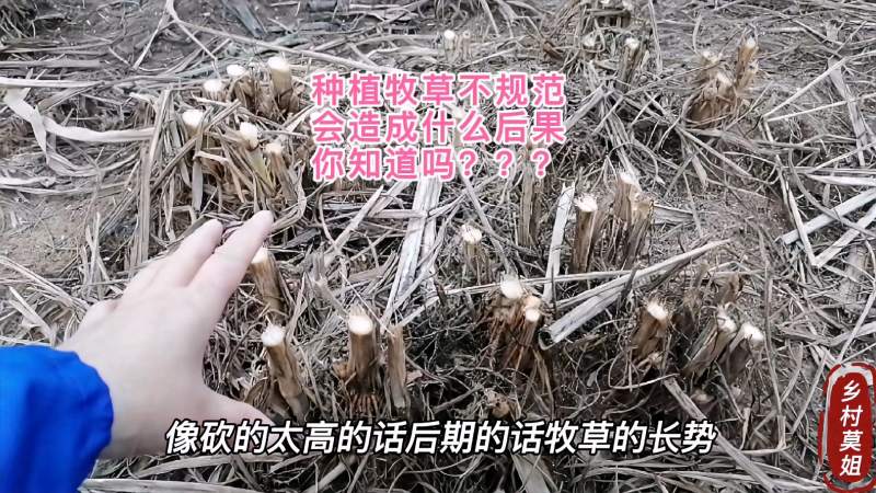 种牧草做养殖,不规范的种植方法,你知道会出现哪些问题