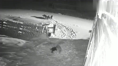 内蒙古一群狼没地觅食进村把两只家狗咬死,最后惨遭分食,太可怜了!