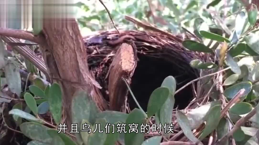 鸟窝筑巢怎么都朝上? 原来鸟类羽毛还有这功能