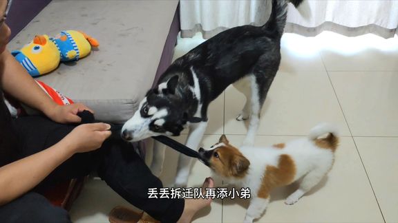 狗狗从男子脚上抢袜子,拆的惨不忍睹,主人肺都快气炸了,搞笑