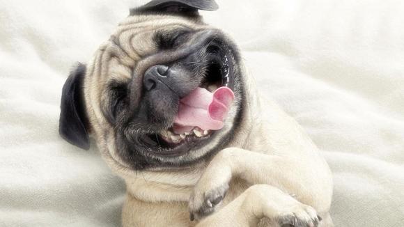 蜂蜜虽好,狗狗吃多了可能会中毒,这是怎么回事?