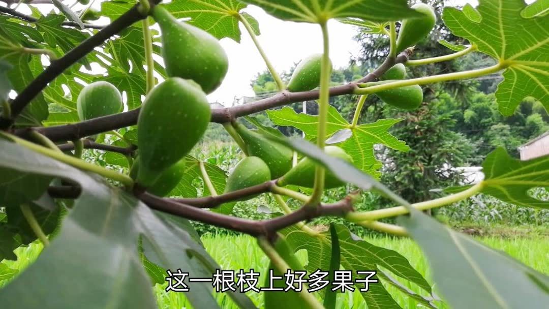 今年的无花果要大丰收,树上密密麻麻的,结了好多果子