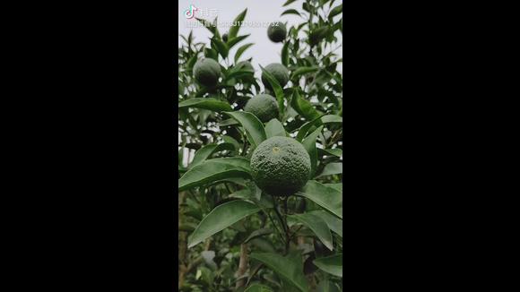 水果管家,原生态丑橘