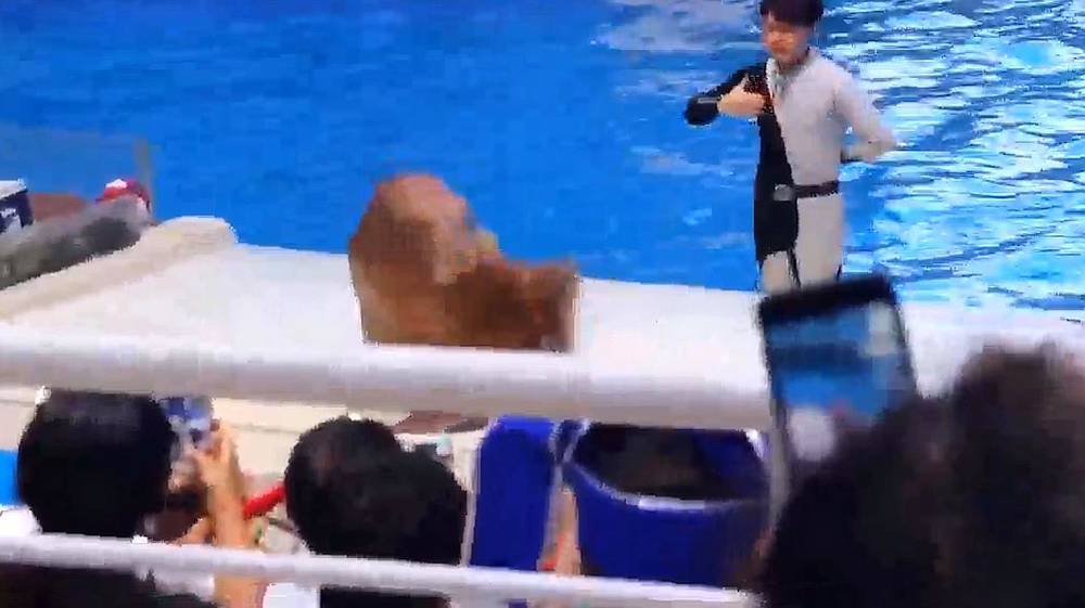 天津海昌极地海洋公园海象、海狮表演