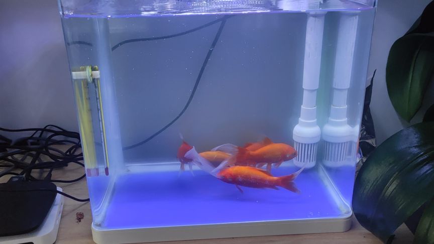 数数到底几个鱼呢?