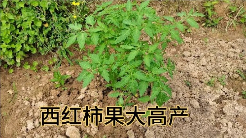 西红柿高产种植技术,这样种西红柿根系发达,你种对了吗?