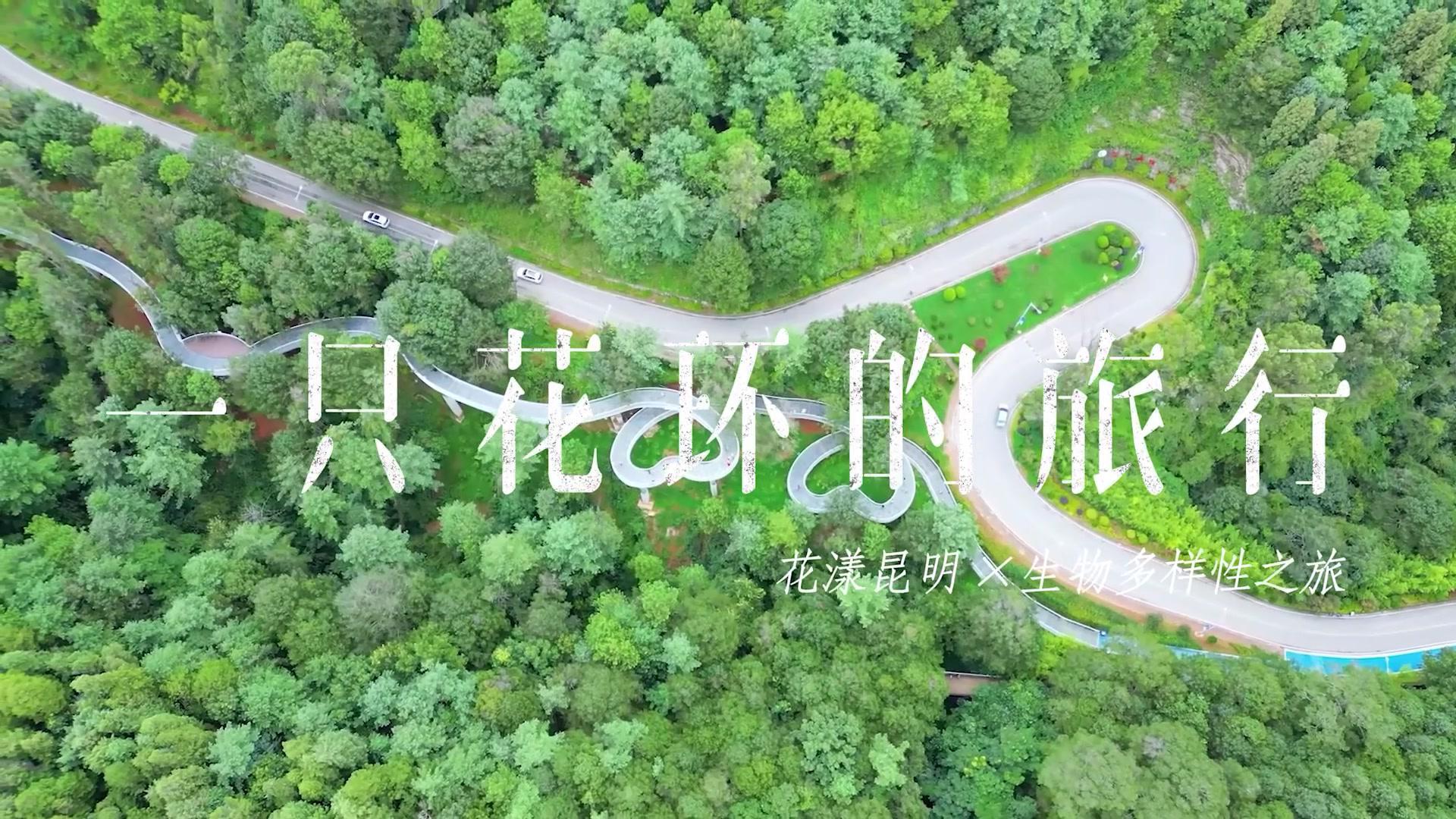 生物多样性之旅跟着一只花环踏遍山水#旅行目的地昆明