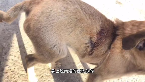 流浪动物每天都要经历各种的危险