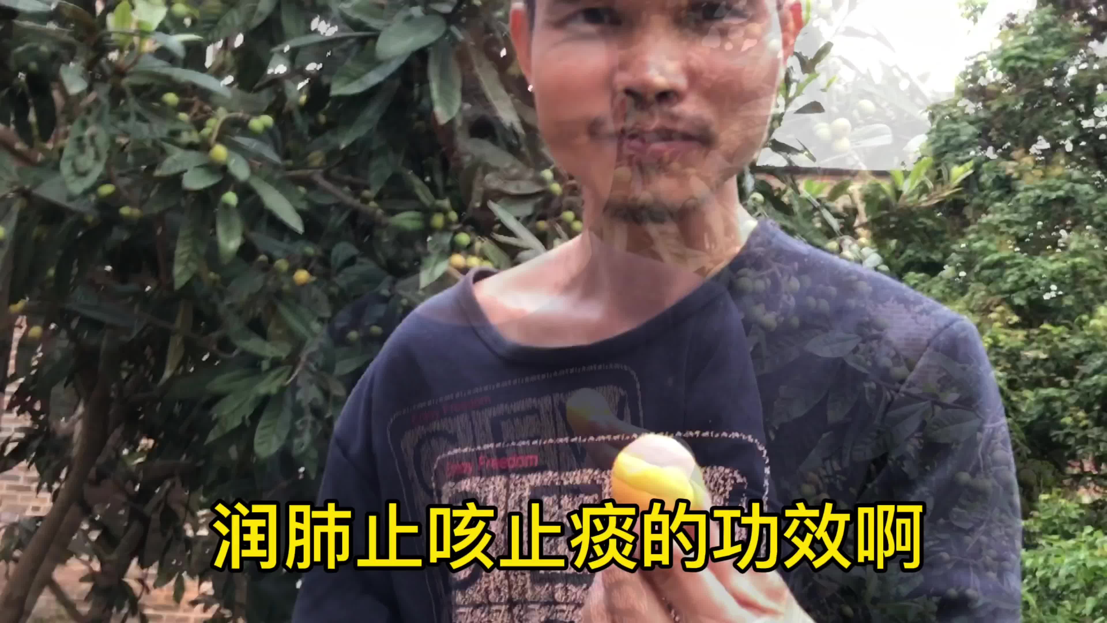 枇杷它具有润肺止咳止痰,保护视力,清热利尿,促进消失等功效