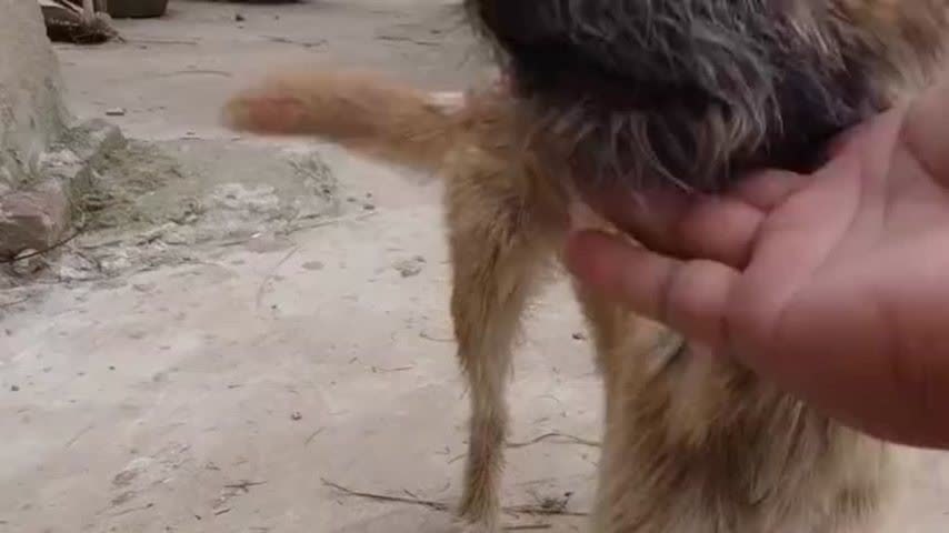 狗狗感冒要吃药,直接喂人吃的药,看两天后...