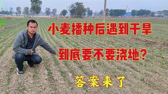 小麦播种后遇到干旱到底要不要浇水?答案来了